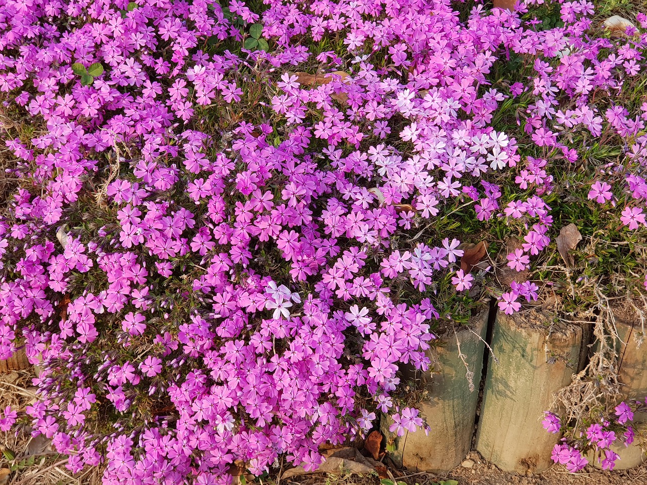 Bunga-Bunga Rumput Musim - Foto gratis di Pixabay