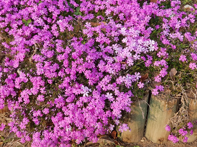 Bunga-Bunga Rumput Musim - Foto gratis di Pixabay