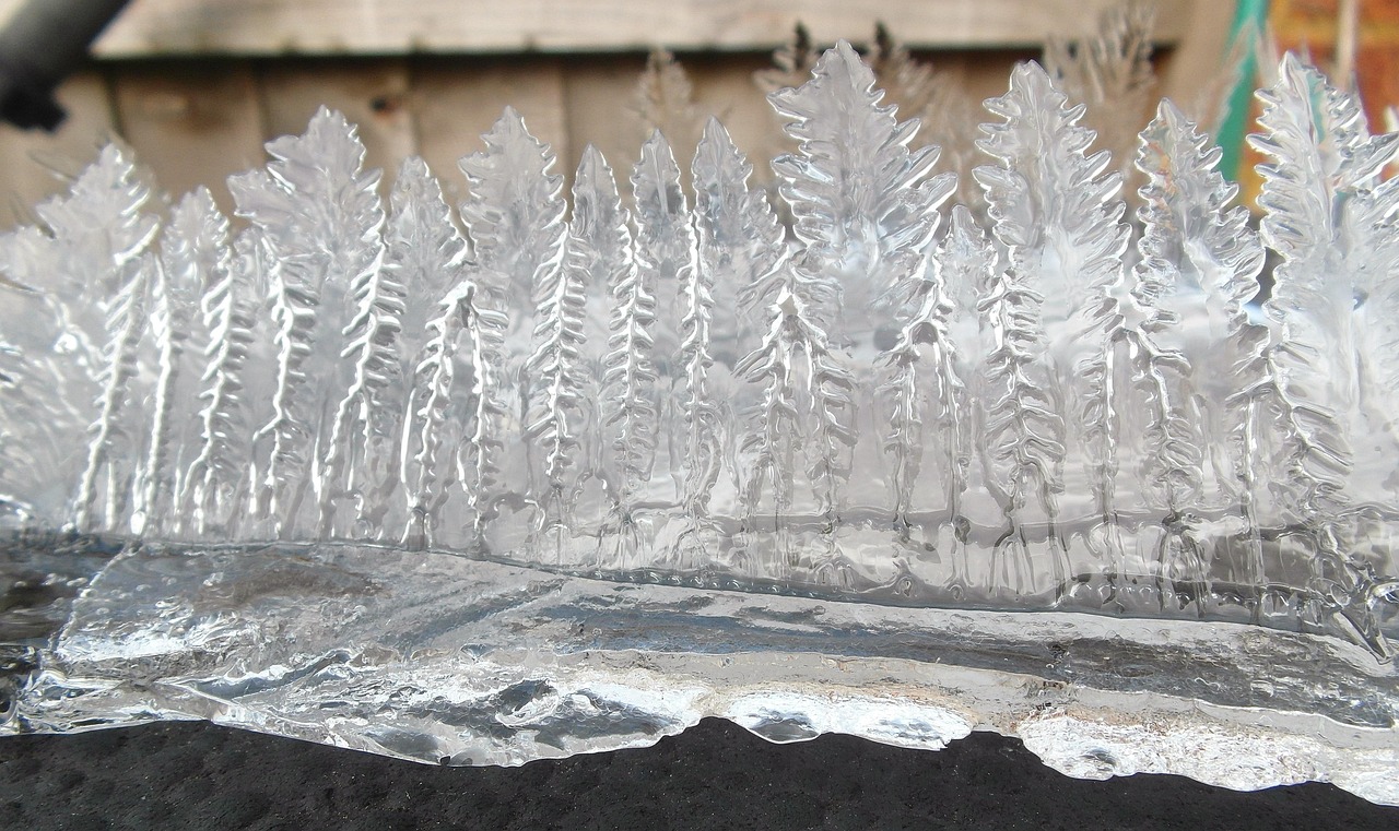 Ice Forest Die Sich Im Wasser - Kostenloses Foto auf Pixabay - Pixabay