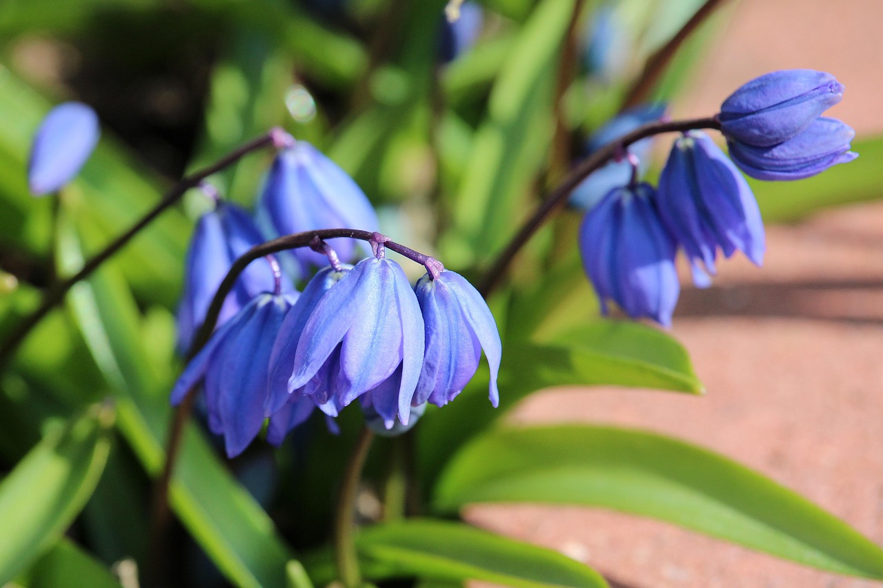 Scilla Siberica Flower - Free photo on Pixabay - Pixabay