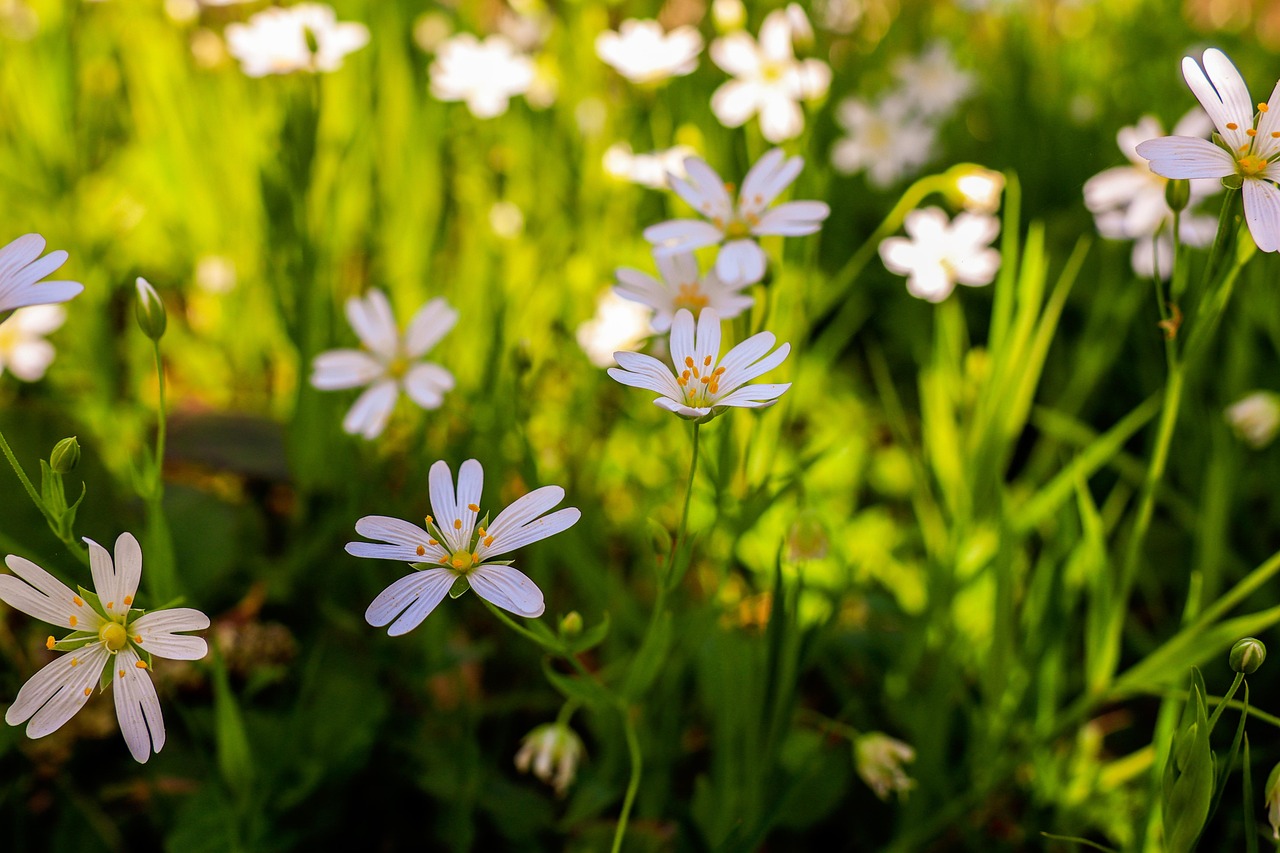 40+ Free Jumping Flower & Jump Images - Pixabay