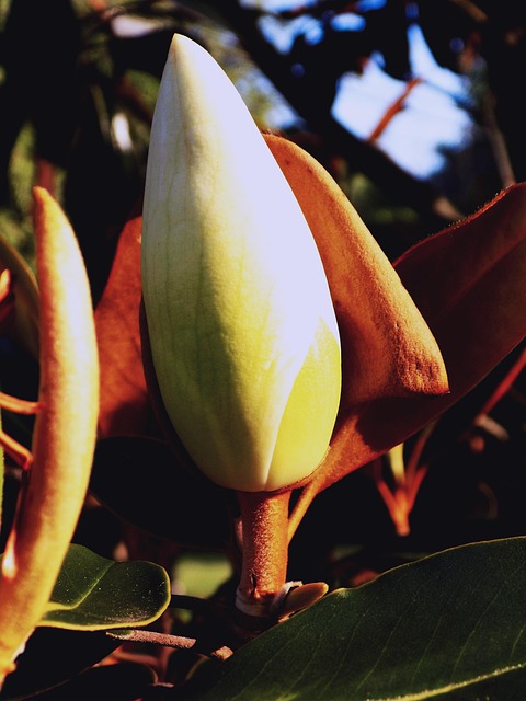 Bud Bloom Flower - Free photo on Pixabay - Pixabay