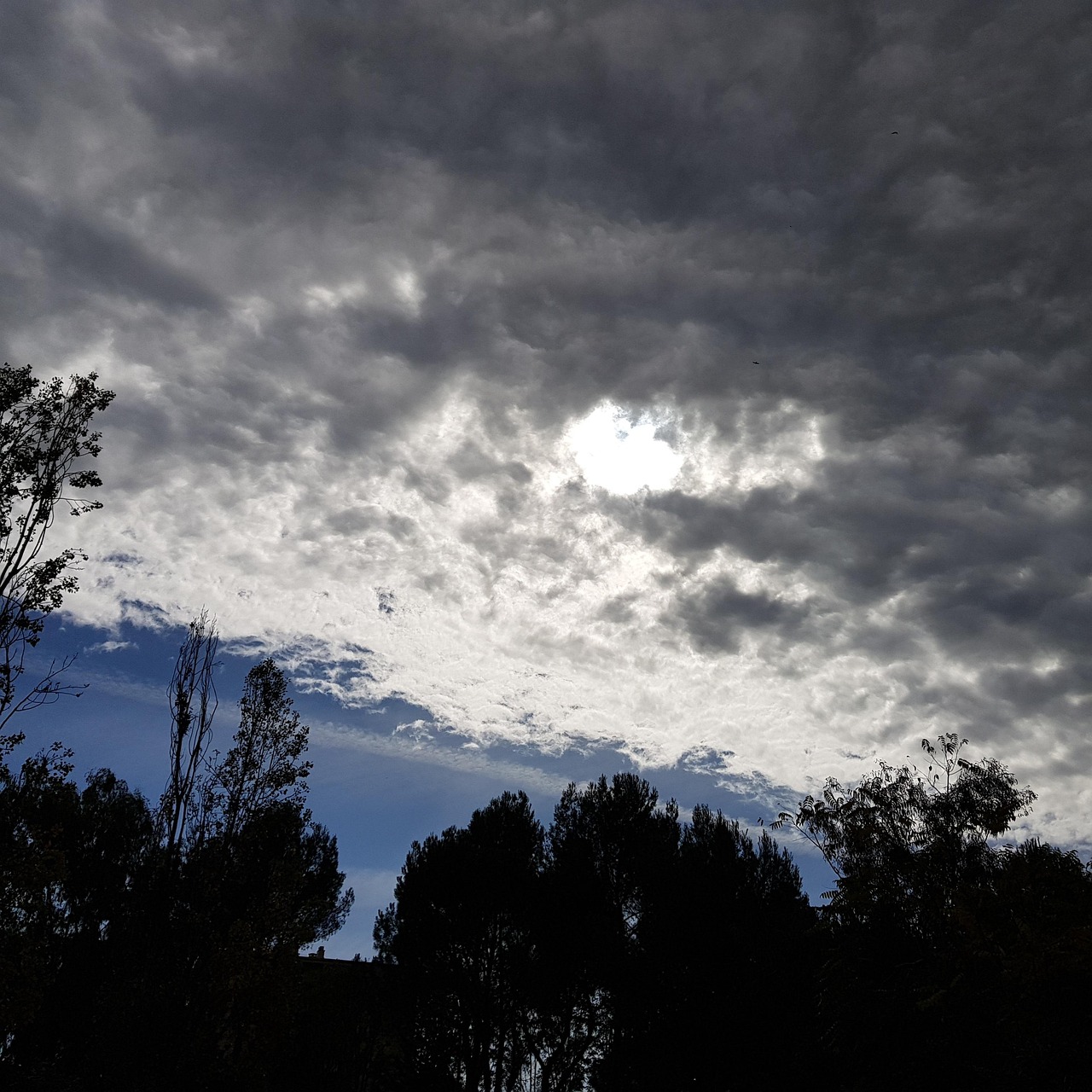 Storm Trees - Free photo on Pixabay