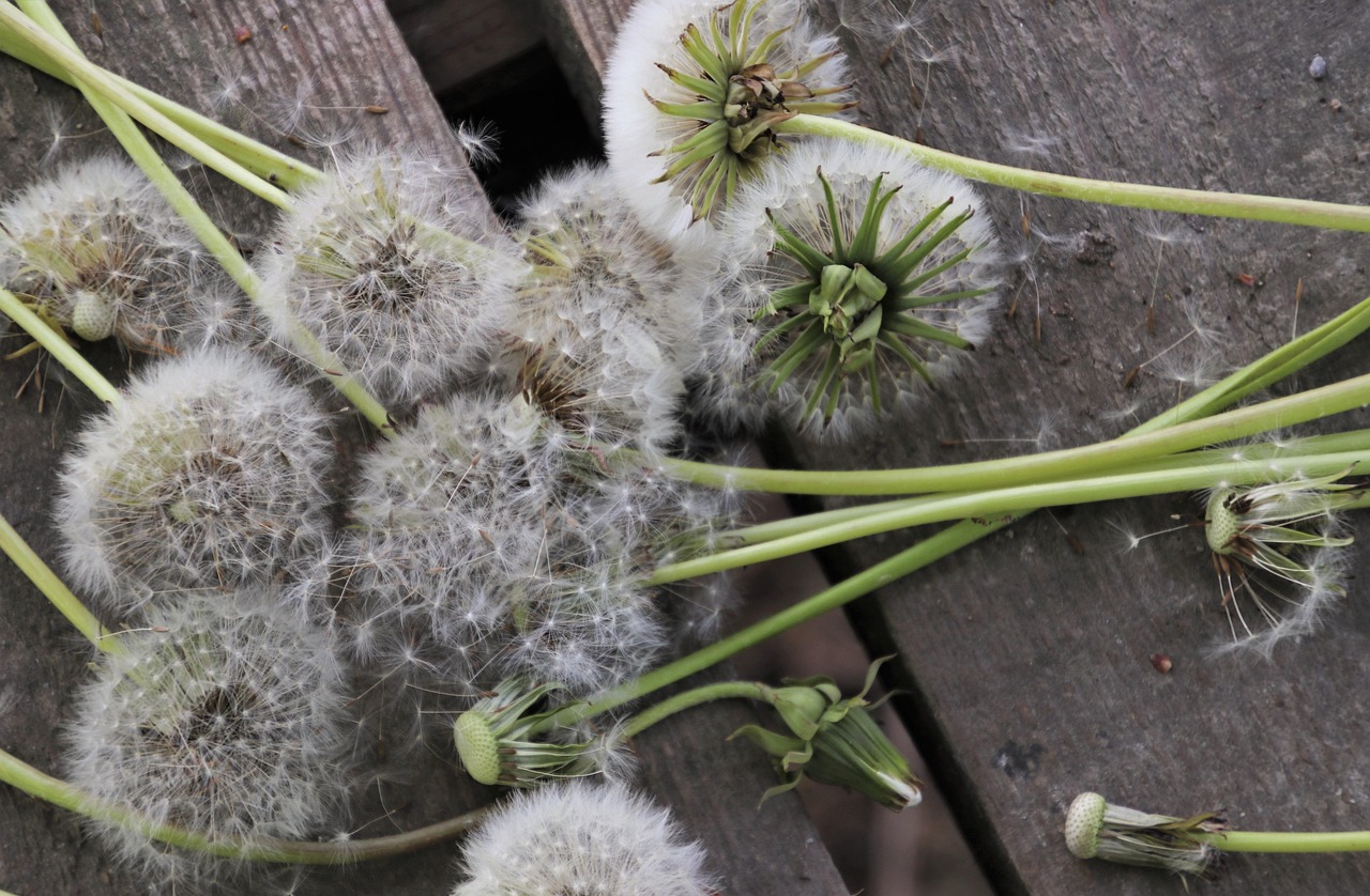 At Close Range Dandelion Gray - Free photo on Pixabay