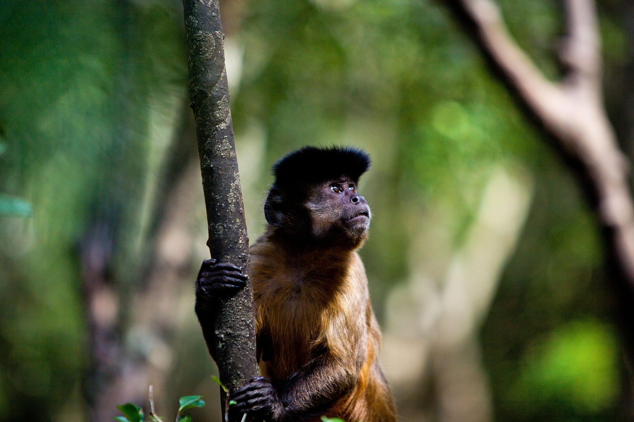 Lemur Animal Monkey - Free photo on Pixabay