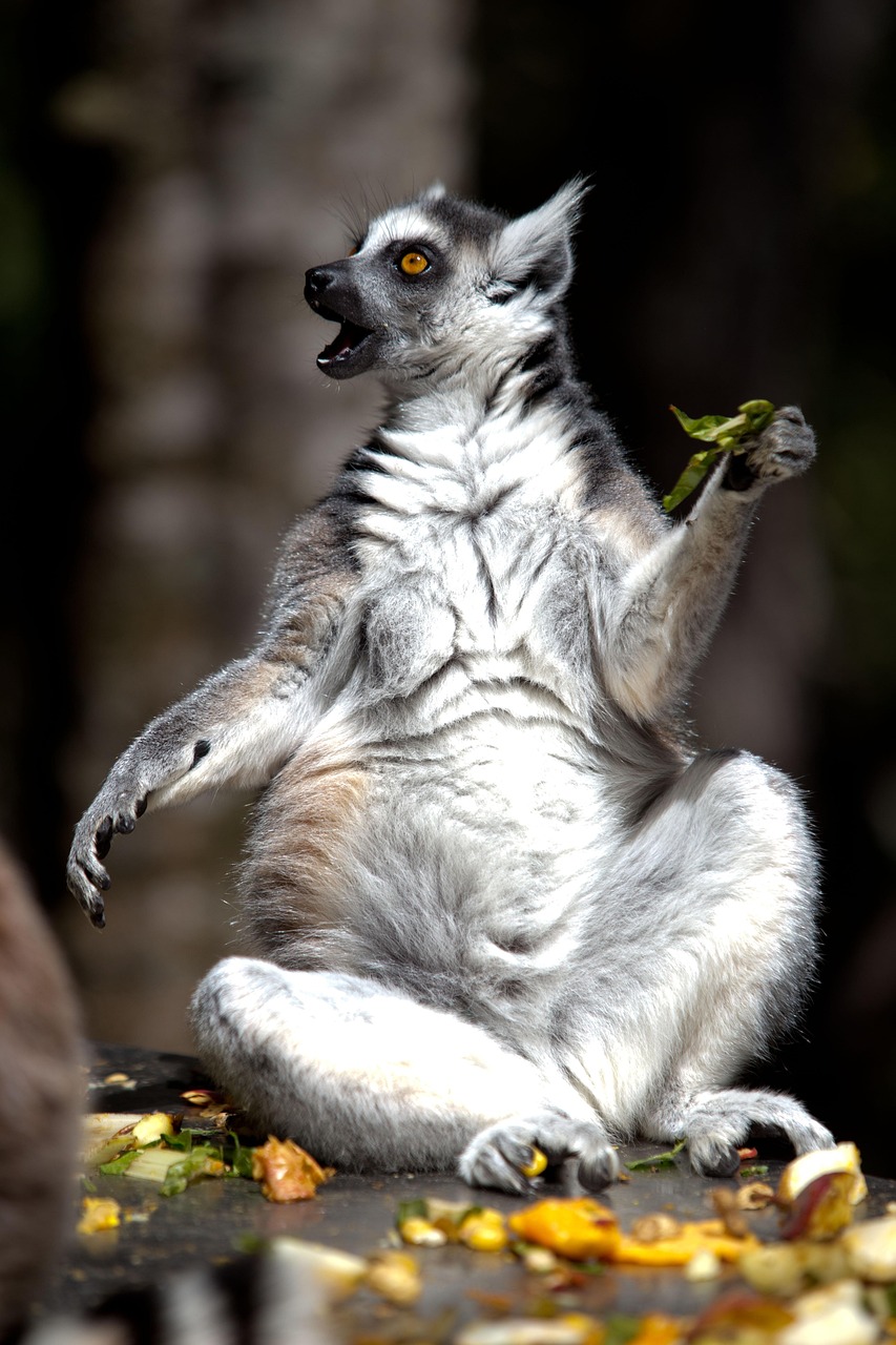 Lemur Animal Monkey - Free photo on Pixabay