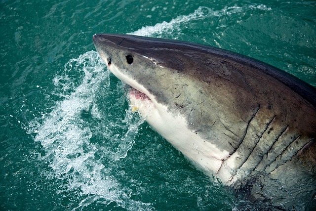 Shark Danger Sharks - Free photo on Pixabay