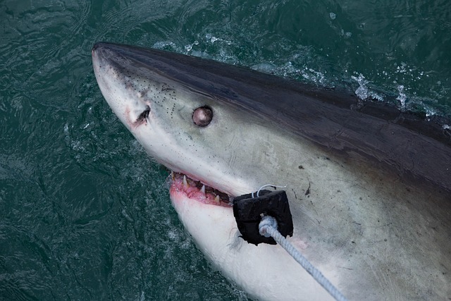 Shark With No Teeth