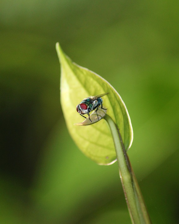 Kerala India Fly House - Free photo on Pixabay