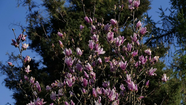 Magnolia Le Printemps Floraison - Photo gratuite sur Pixabay - Pixabay