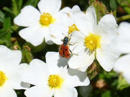 50+ Free Steppe Flower & Steppe Photos