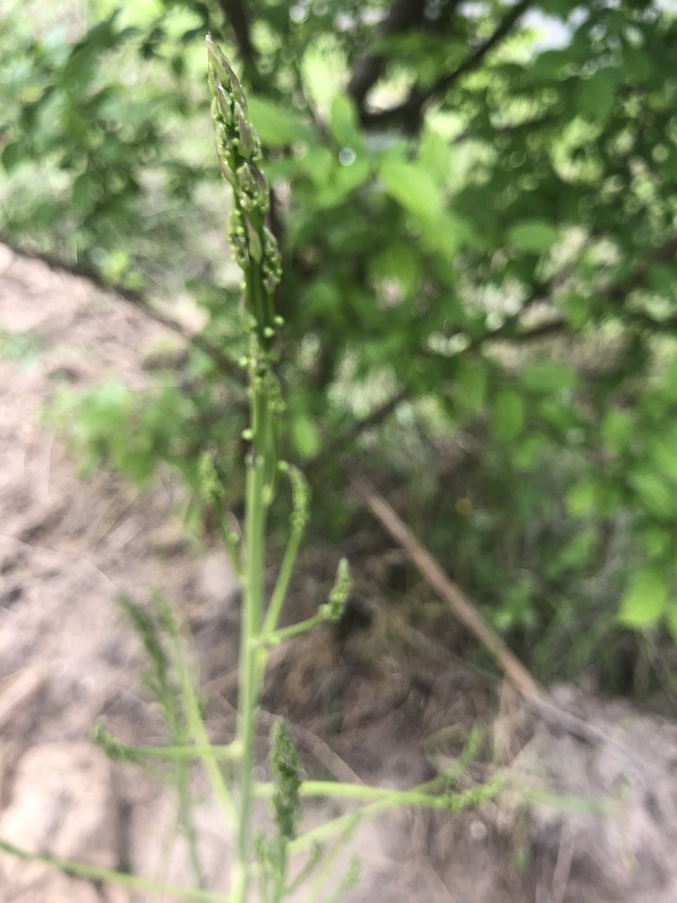 Wild Asparagus Green - Free photo on Pixabay - Pixabay