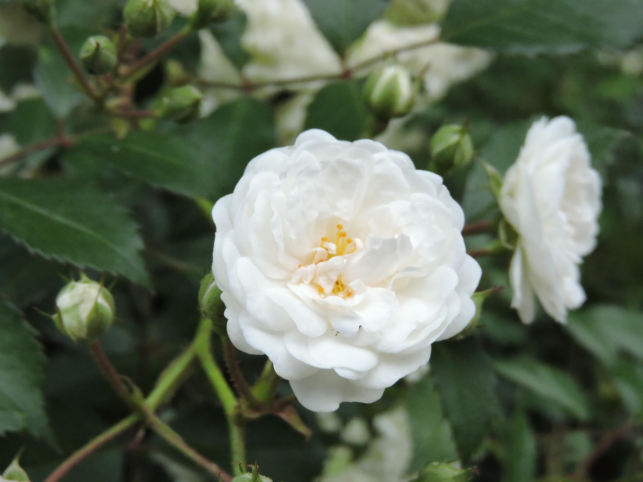 Flower Blanco Verde - Foto gratis en Pixabay - Pixabay