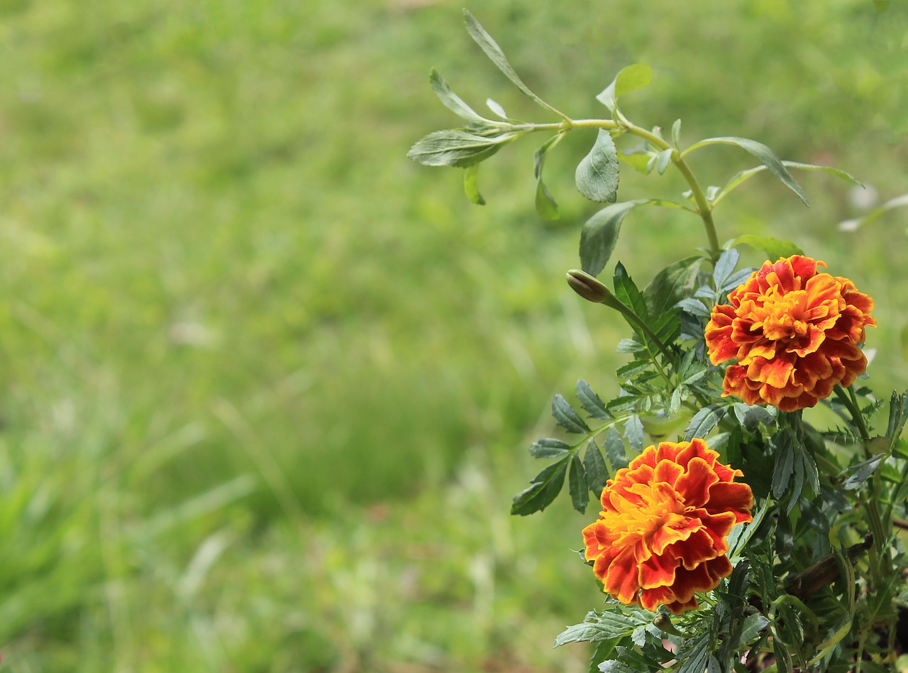Green Nature Flower - Free photo on Pixabay - Pixabay