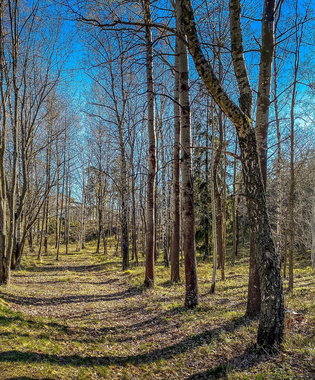 Stockholm Forest Sweden - Free photo on Pixabay - Pixabay
