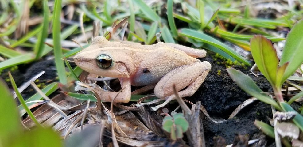 4+ Free Coqui & Puerto Rico Images - Pixabay