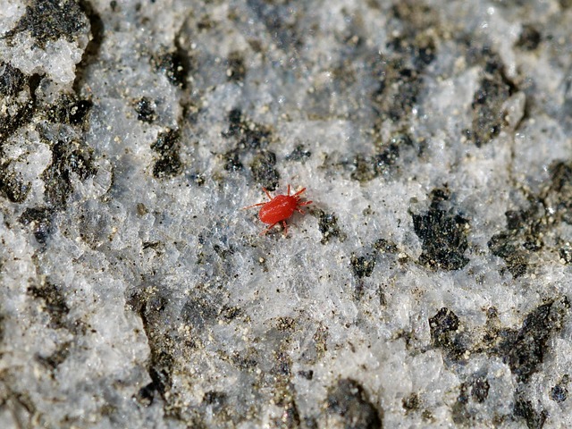 Insekt Rot Makro - Kostenloses Foto auf Pixabay - Pixabay