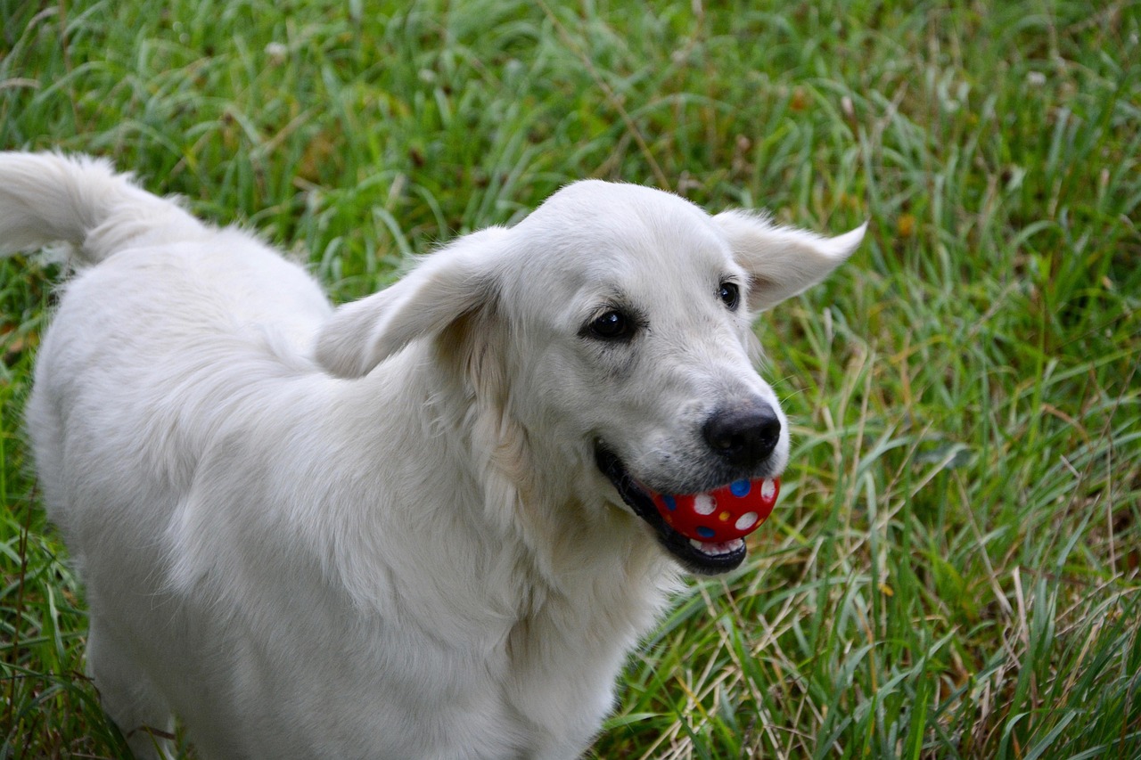 20,000+ Free Guide Dog & Dog Images - Pixabay