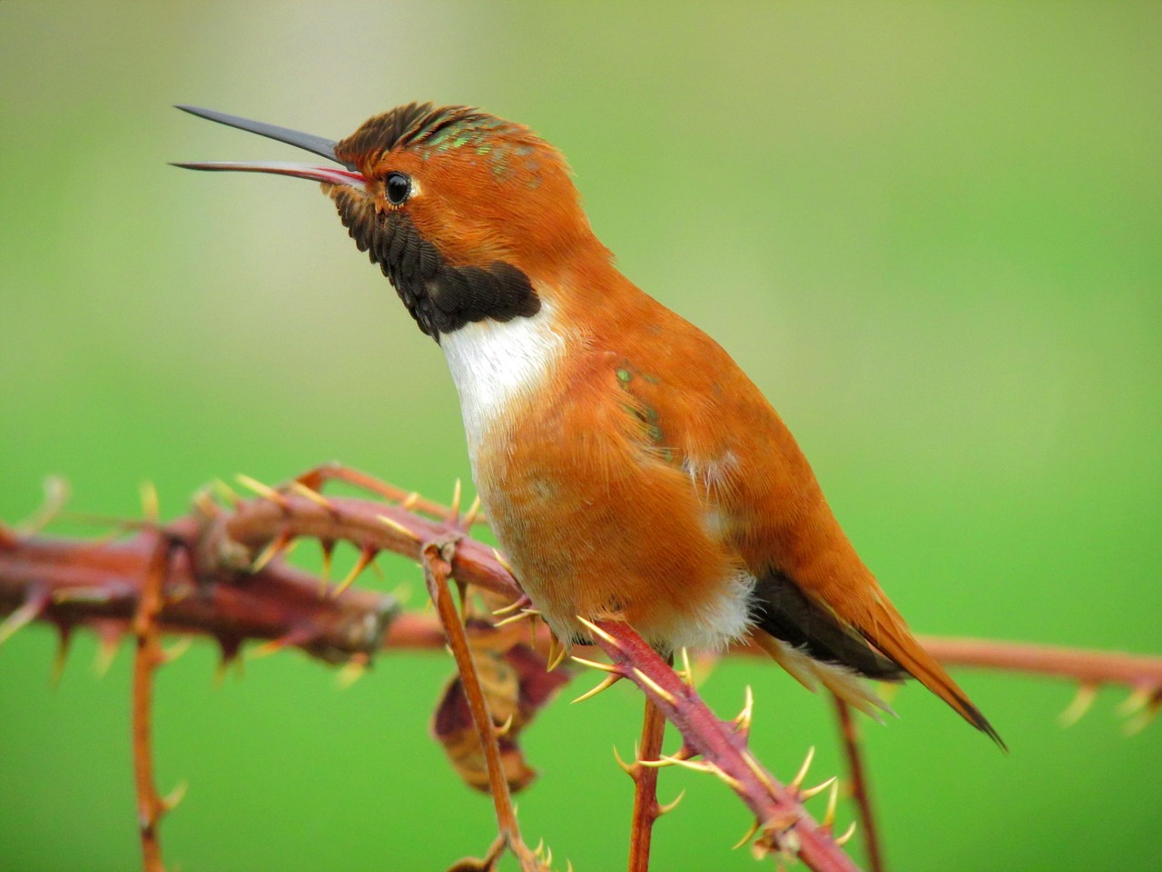 Rufous Hummingbird - Free photo on Pixabay - Pixabay