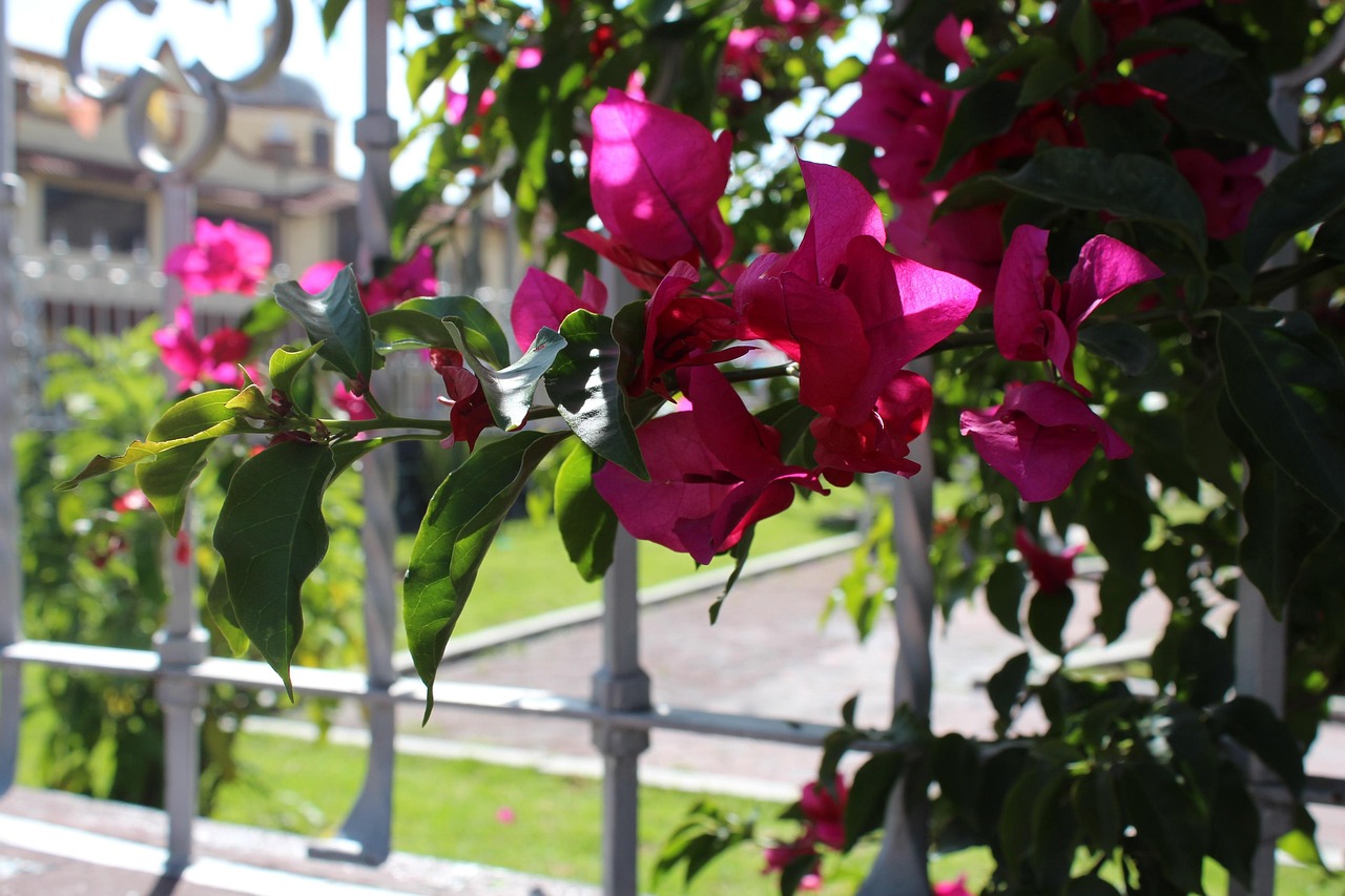 Flores Rejas - Foto gratuita no Pixabay - Pixabay