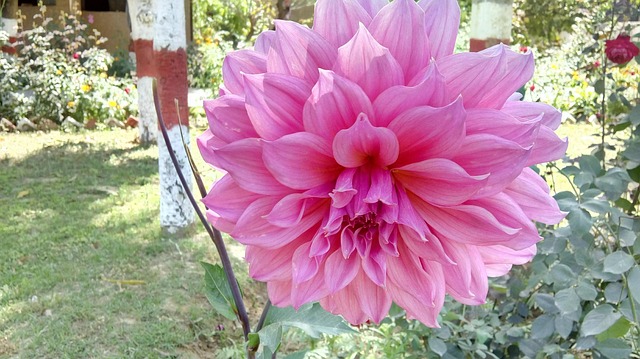 Belle Fleur Image De - Photo gratuite sur Pixabay - Pixabay