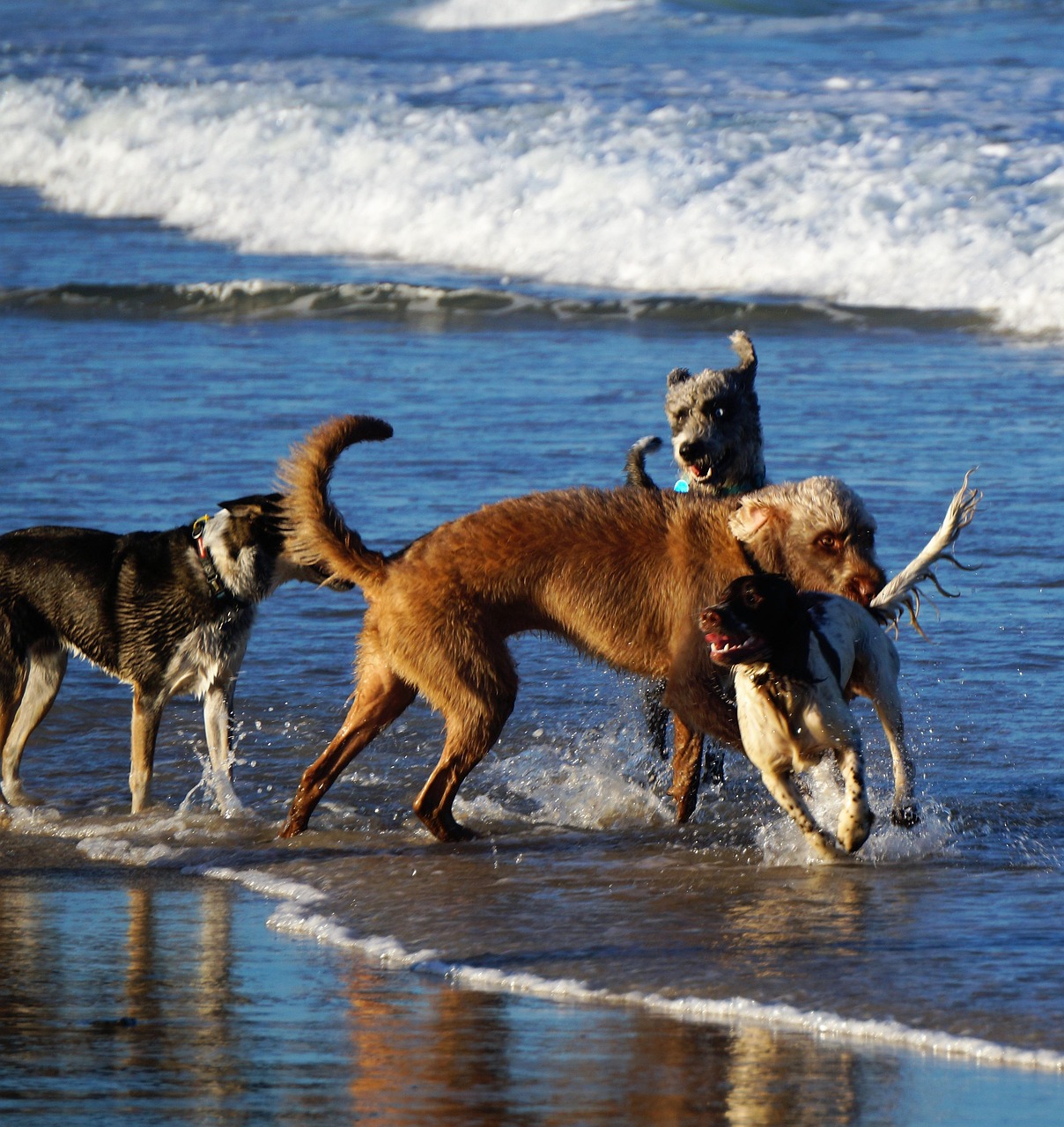 Dogs On Beach Fun - Free photo on Pixabay