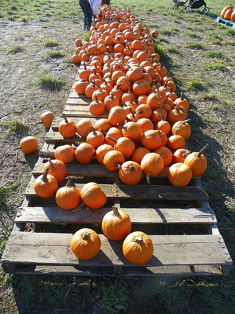 Fall Pumpkins Pumpkin Patch - Free photo on Pixabay - Pixabay