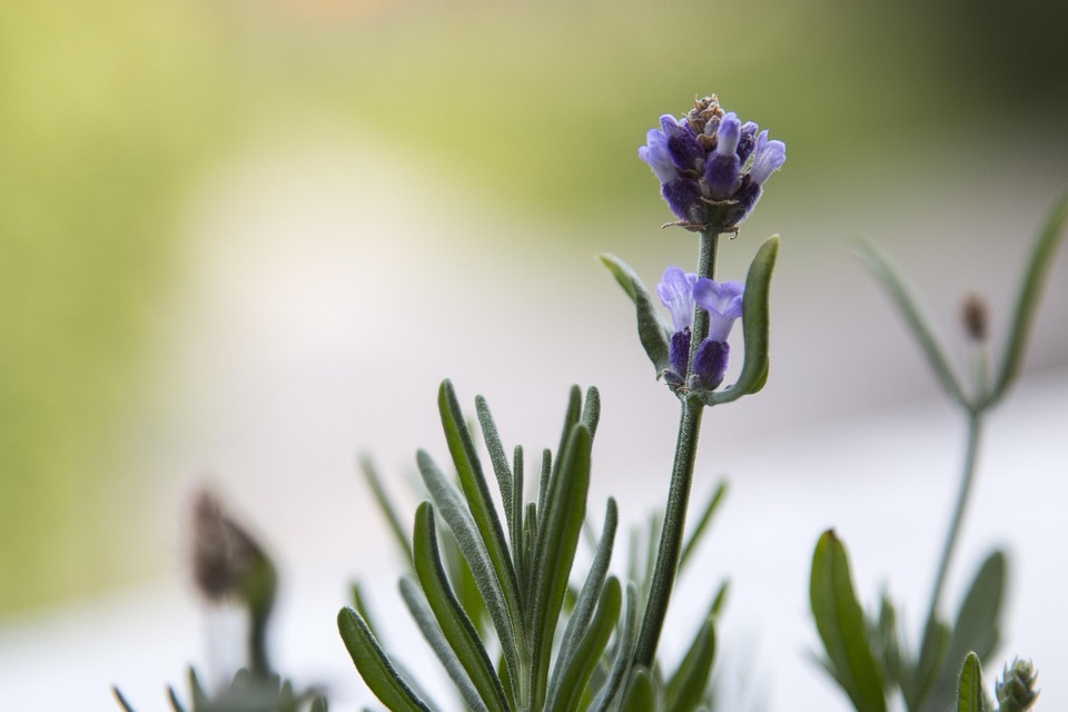 Flower Violet Summer - Free photo on Pixabay - Pixabay
