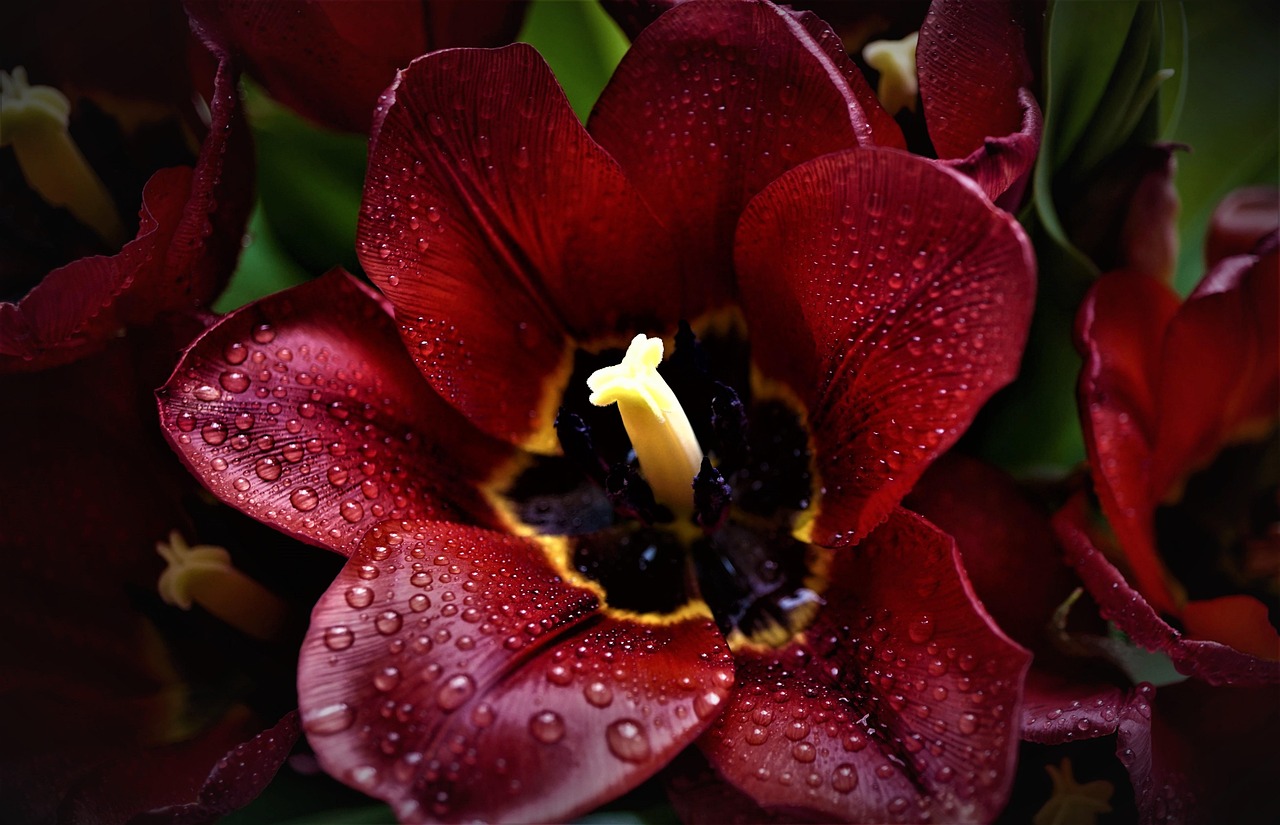 Tulip Merah Berbunga Basah - Foto gratis di Pixabay