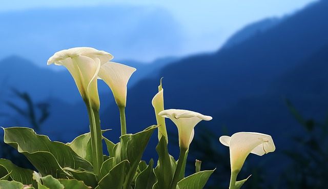 Calla Lily Flower Nature - Free photo on Pixabay - Pixabay