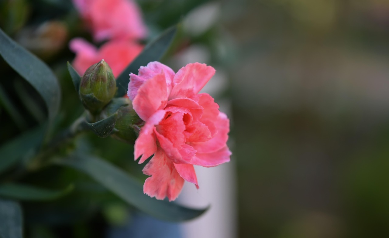 Flores Clavel Gratis Imágenes De Claveles Flores Descarga Gratuita