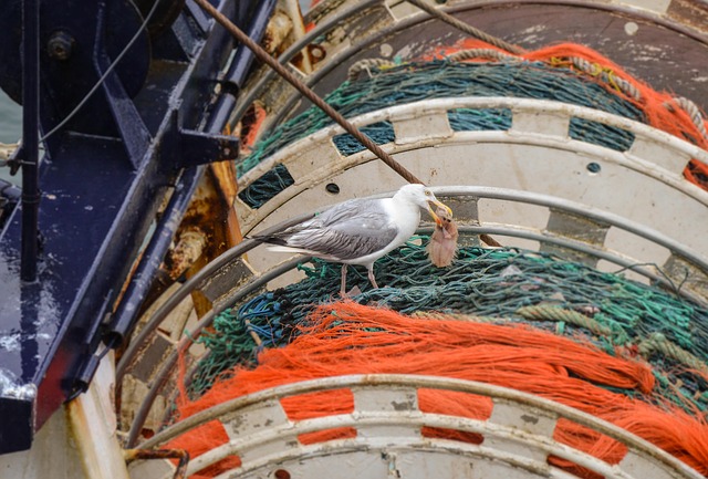 Seagull Net Bird - Free photo on Pixabay - Pixabay
