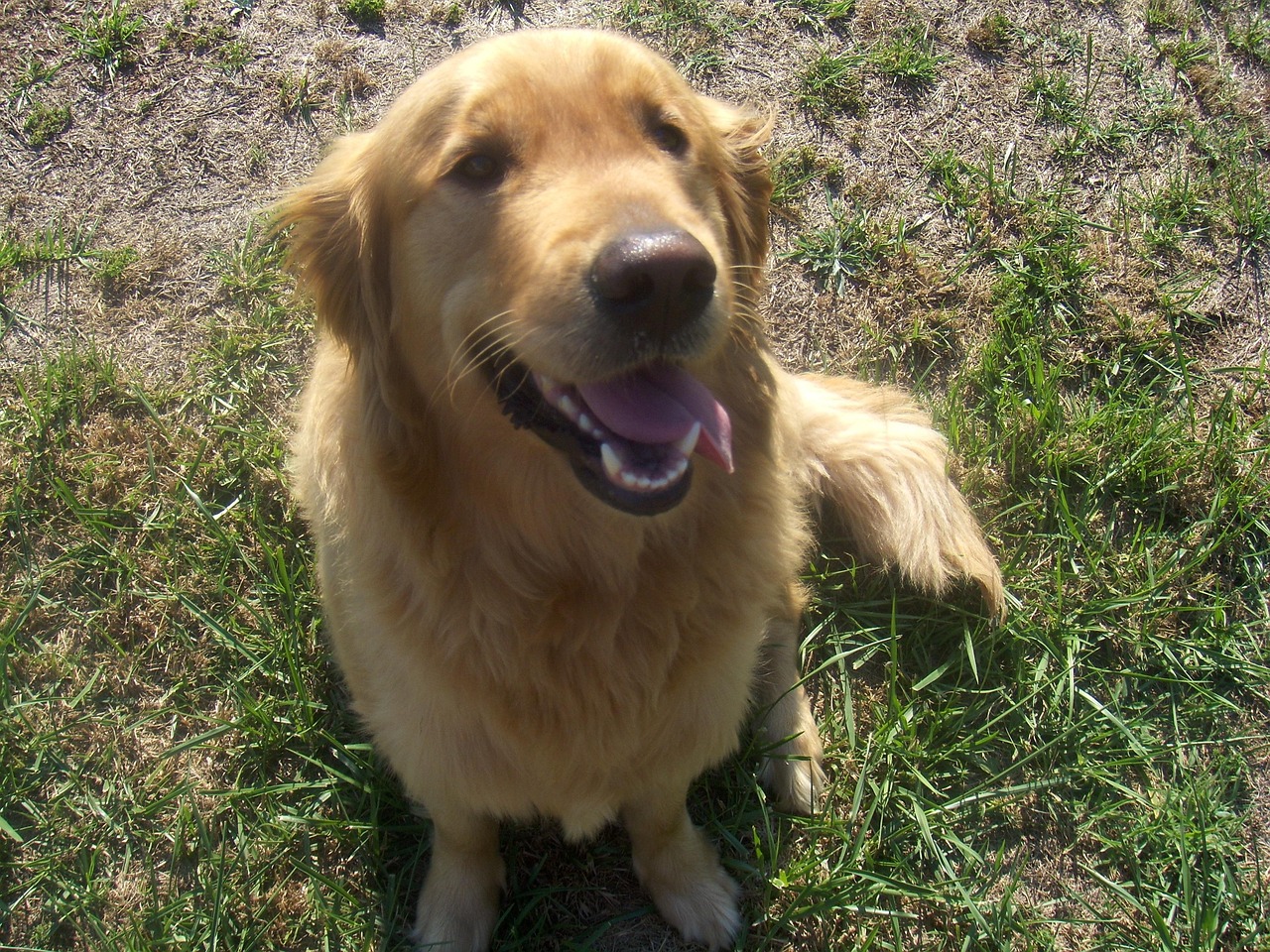 Golden Retriever Dog Smiling - Free photo on Pixabay - Pixabay