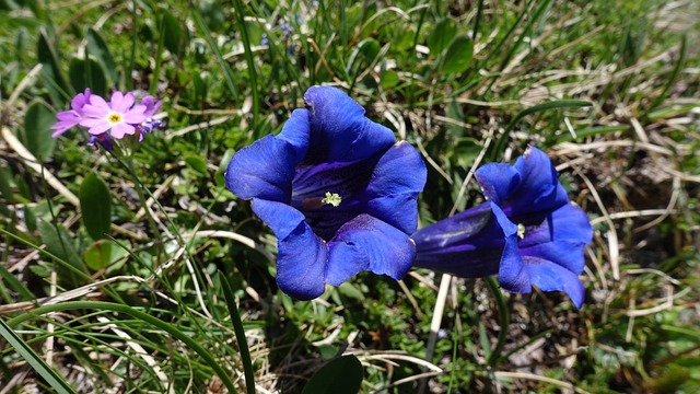 Gentian Bunga Gunung Biru - Foto gratis di Pixabay - Pixabay
