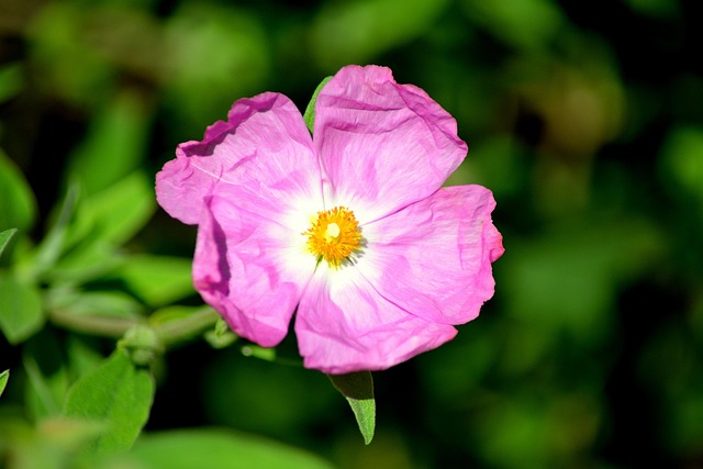 Esteva Flor Rosa - Foto gratuita no Pixabay - Pixabay