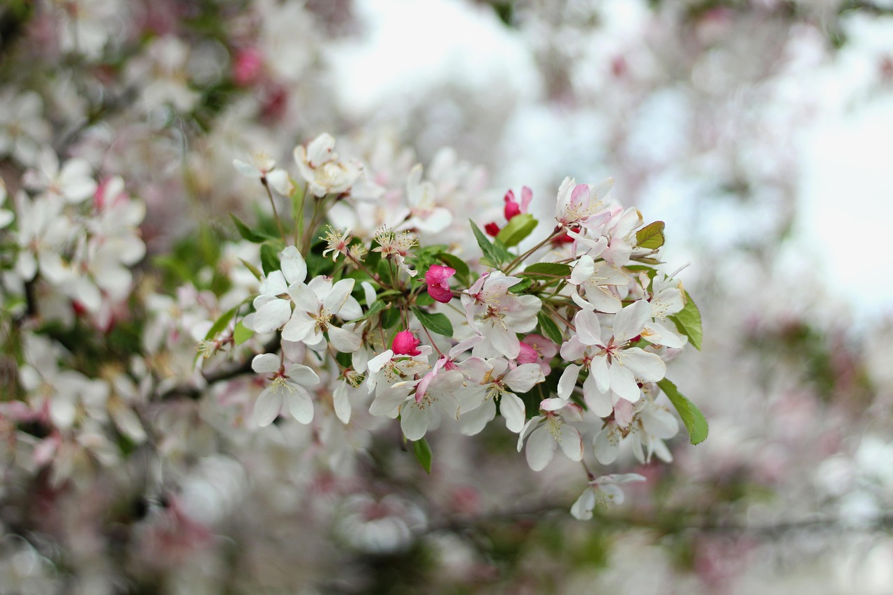 Flower Ticket Bloom - Free photo on Pixabay - Pixabay