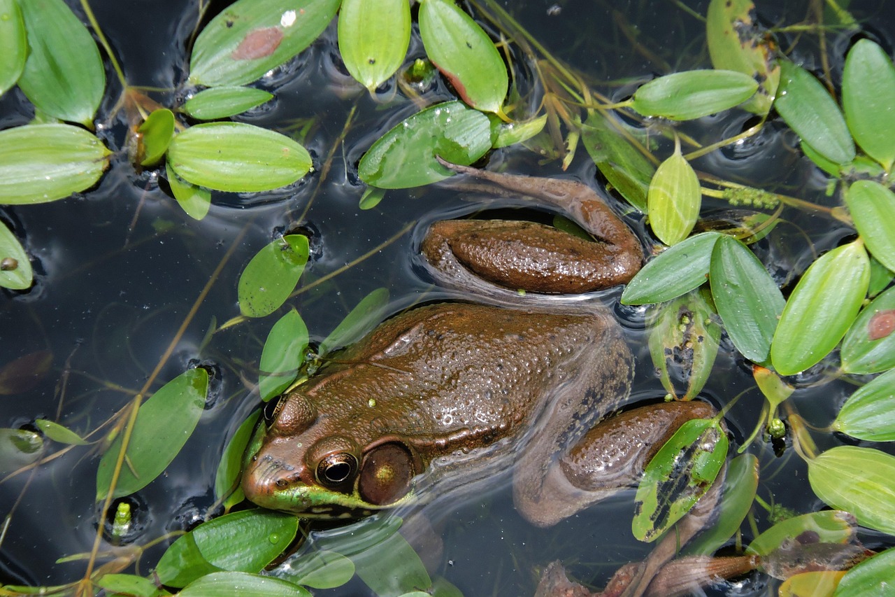 Bullfrog Amphibian Frog - Free photo on Pixabay - Pixabay
