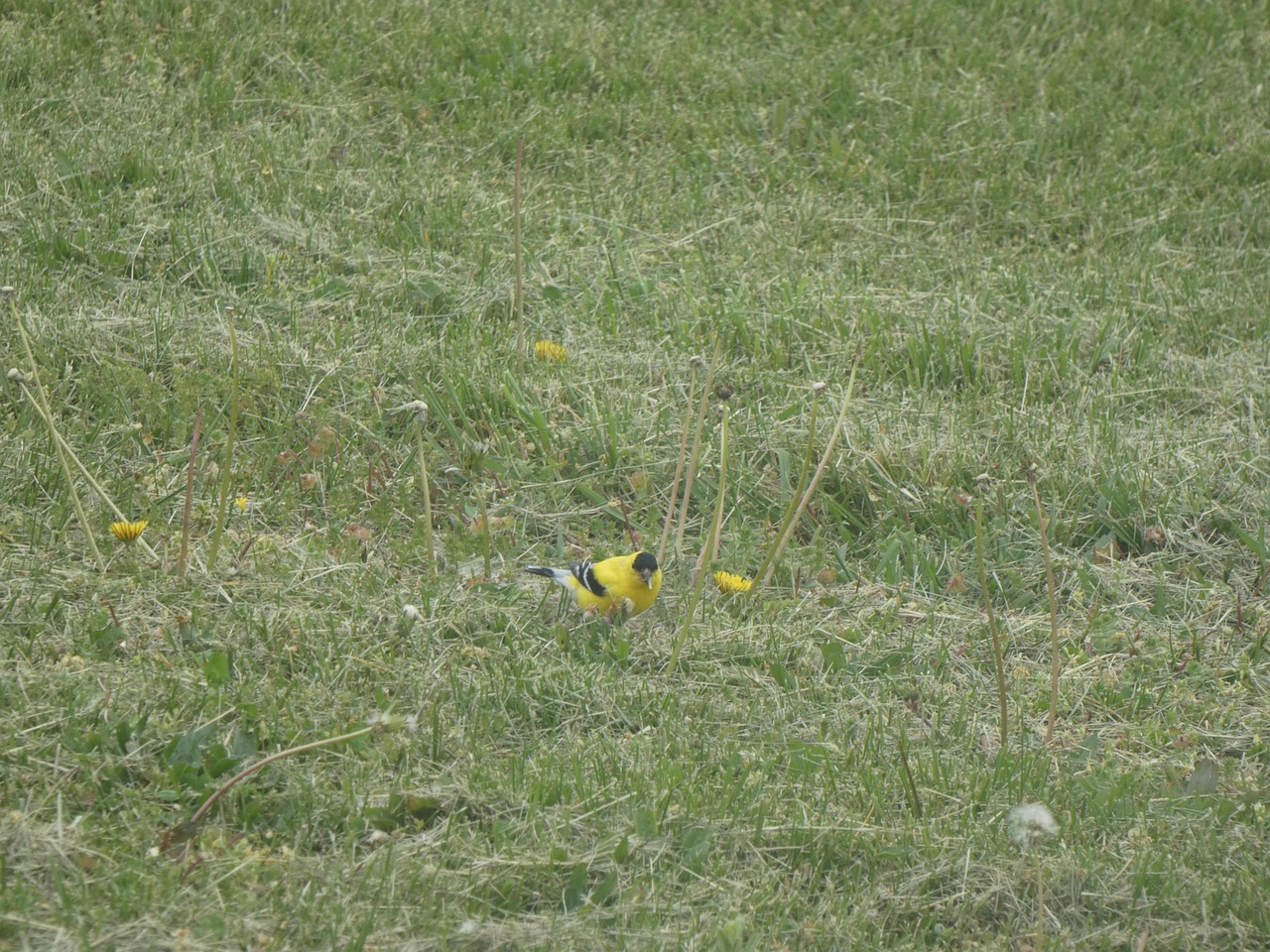 Dandelion Goldfinch Bird - Free photo on Pixabay