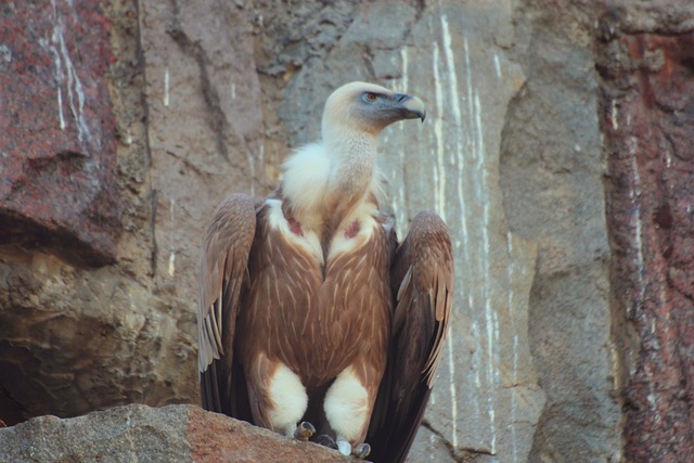 Bussard Zoo Tier - Kostenloses Foto auf Pixabay - Pixabay