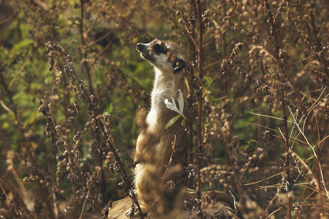 Meerkat Zoo Animal - Free photo on Pixabay - Pixabay