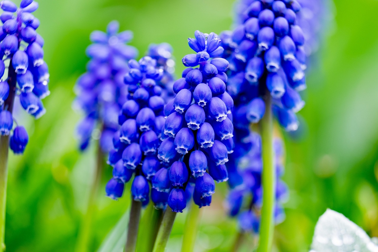 Jacinto De Uva Flor Primavera - Foto gratis en Pixabay - Pixabay