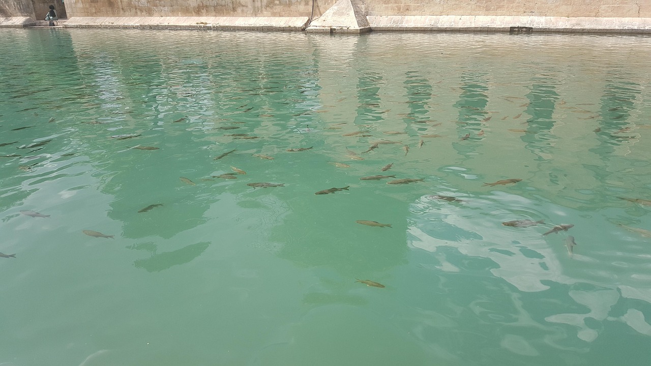 Fish Urfa - Free photo on Pixabay - Pixabay