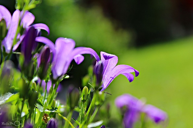 Mauve Fleur Le Printemps - Photo gratuite sur Pixabay - Pixabay