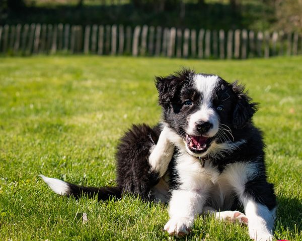 100+ Free Black Border Collie & Border Collie Images - Pixabay