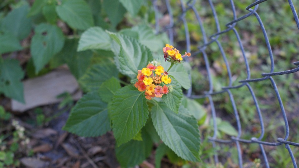 Lantana Bandana Flower Yellow - Free photo on Pixabay
