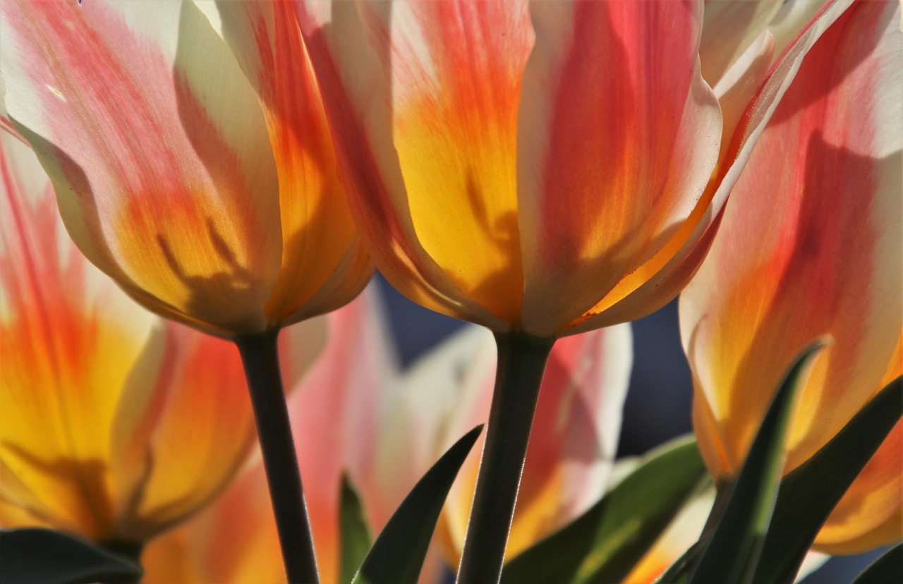 Tulipán Crece Amarillo Iluminación - Foto gratis en Pixabay - Pixabay