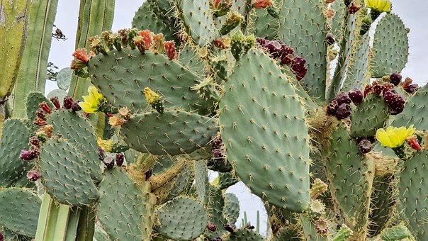 30+ Free Cactus Country & Cactus Images - Pixabay