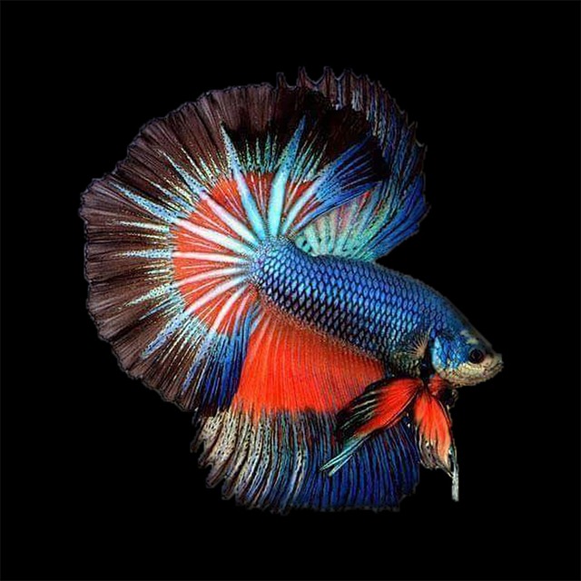 Fish Pet Color - Free photo on Pixabay - Pixabay