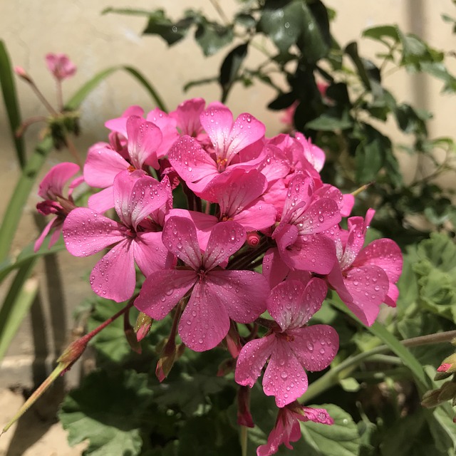 Geranios Flor Geranio - Foto gratis en Pixabay