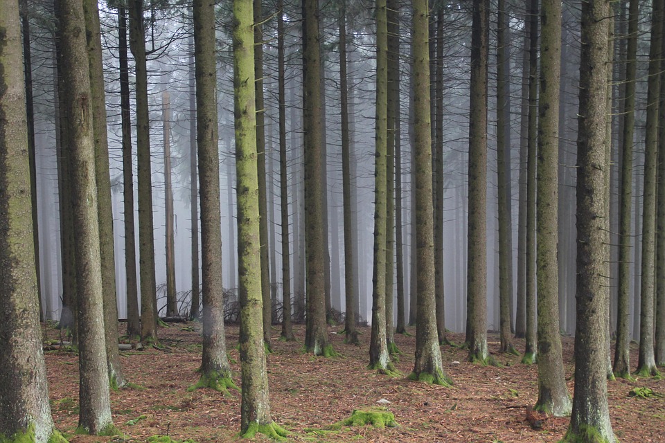 Wald Fichten Monokultur - Kostenloses Foto auf Pixabay